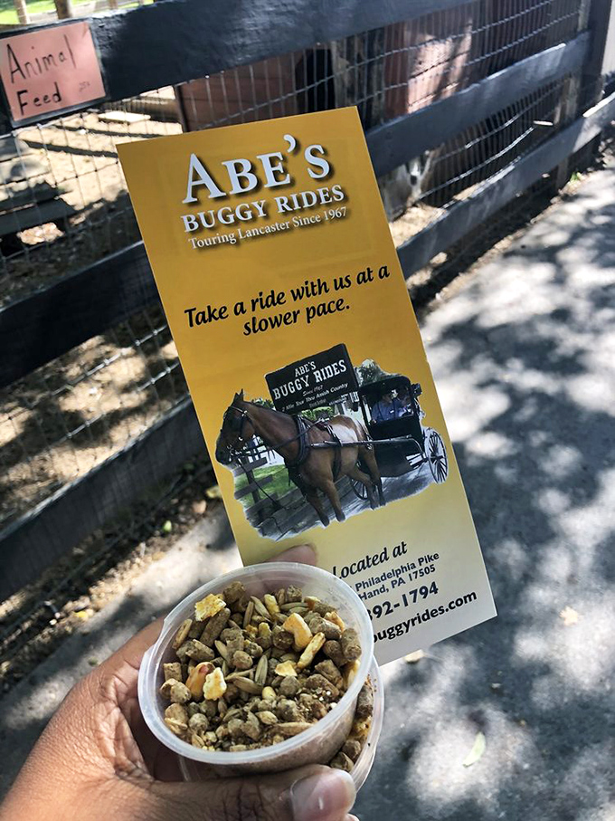 "Take a ride at a slower pace" promises the brochure, while animal feed awaits little hands eager for furry connections.