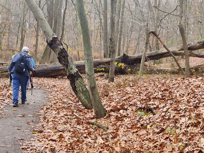 A solitary hiker explores the leaf-carpeted trails of Cheesequake. The crunch underfoot serves as nature's version of bubble wrap &ndash; satisfying with every step.