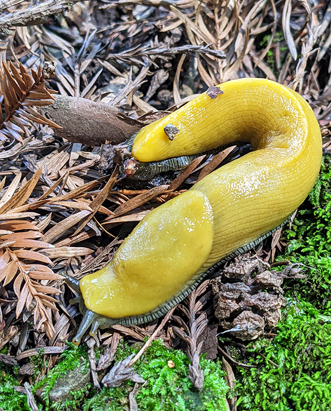 A bright yellow banana slug, Santa Cruz's unofficial mascot, makes its slow journey across the forest floor. Nature's reminder to slow down and enjoy the mysteries.