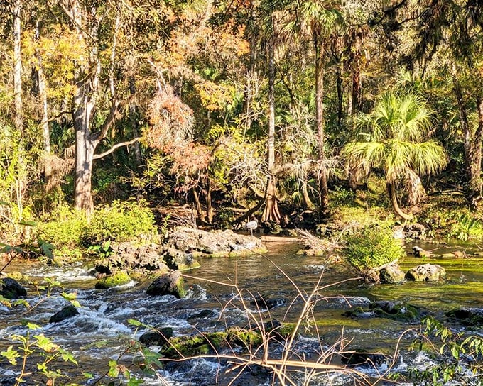 The Baynard Trail offers glimpses of Old Florida through a corridor of palms and oaks draped in Spanish moss.