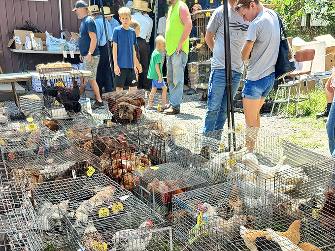 At Belleville Livestock Market, chickens await new homes while visitors browse. For locals, this isn't shopping&mdash;it's planning next season's farm.
