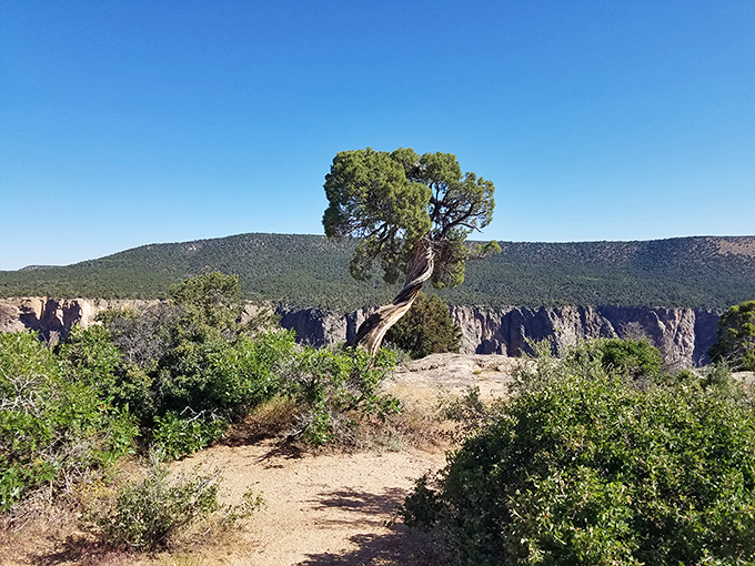 The lone tree standing sentinel at Black Canyon's edge seems to say, "I've been watching this view for centuries, and it never gets old." 