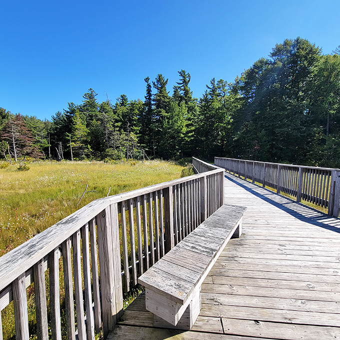 The boardwalk through Spruce Flats Bog: like walking through a living museum of rare northern plants.