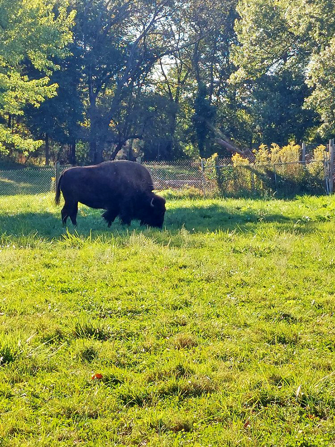 Meet the park's namesake resident, grazing with the nonchalance of someone who knows they're the celebrity in this particular ecosystem.