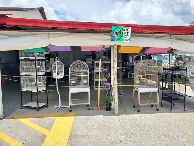 Bird cages stand at attention like patient sentinels, waiting for new homes and the cheerful occupants they'll eventually house.