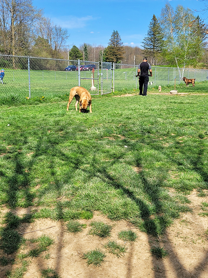 Even your four-legged friends get their own slice of Canal Fulton paradise to explore freely.