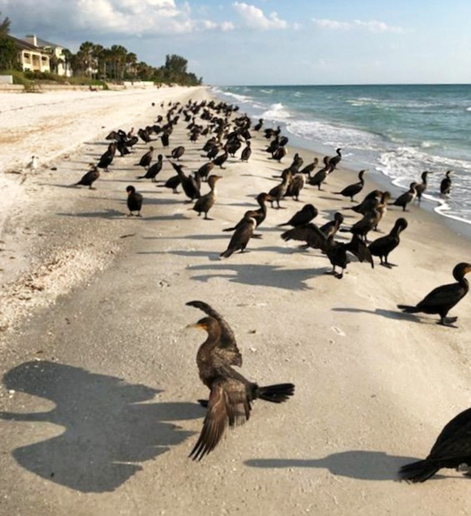 The local wildlife holds regular beach meetings &ndash; these cormorants clearly got the memo about Belleair's peaceful shores.