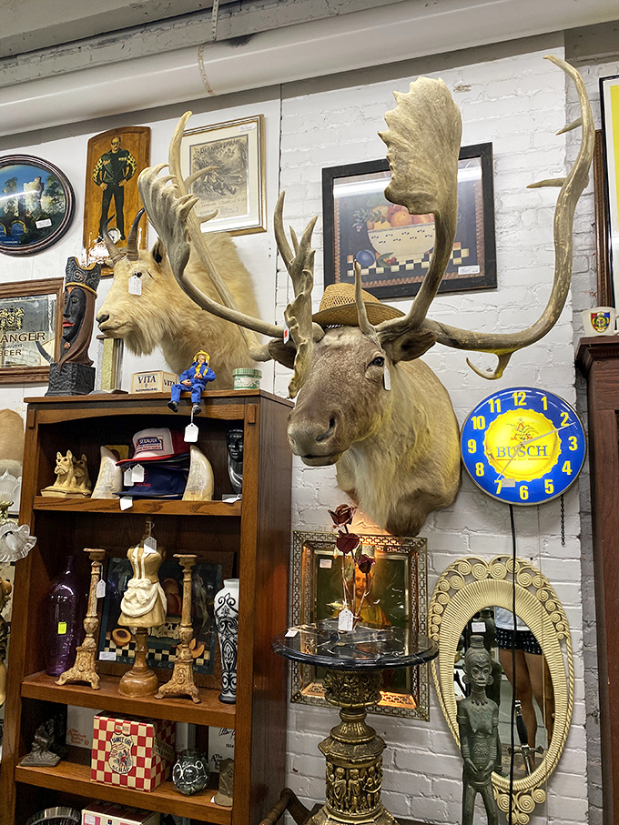 That moose has seen things. Surrounded by curated curiosities and vintage oddities, he's the unofficial greeter of the eclectic décor section.