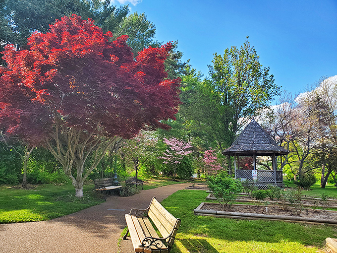 Spring explodes in technicolor at Dogwood Park, where Japanese maples create a natural cathedral more impressive than anything on HGTV.