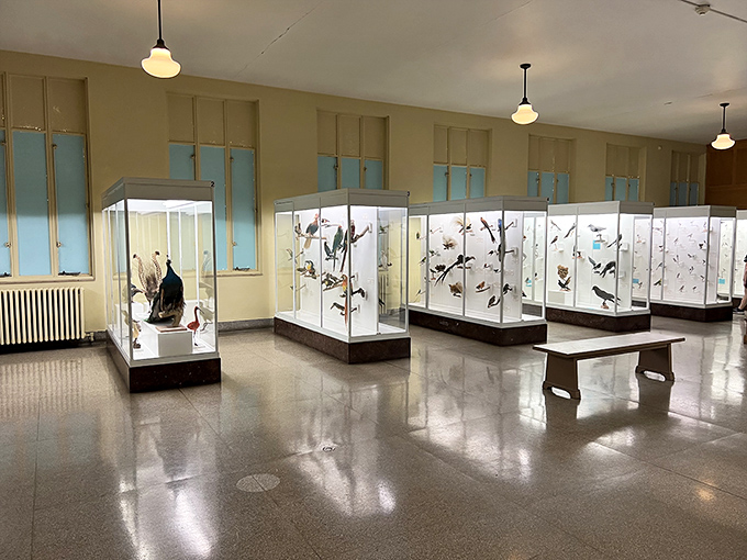 Museums displaying collections that would make bigger cities jealous, proving cultural sophistication isn't reserved exclusively for expensive zip codes.