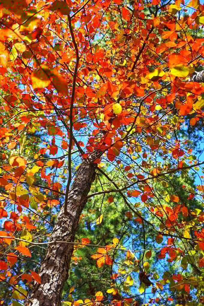 Looking up through fall foliage is like gazing through nature's stained glass. The cathedral of the outdoors puts Notre Dame on notice.