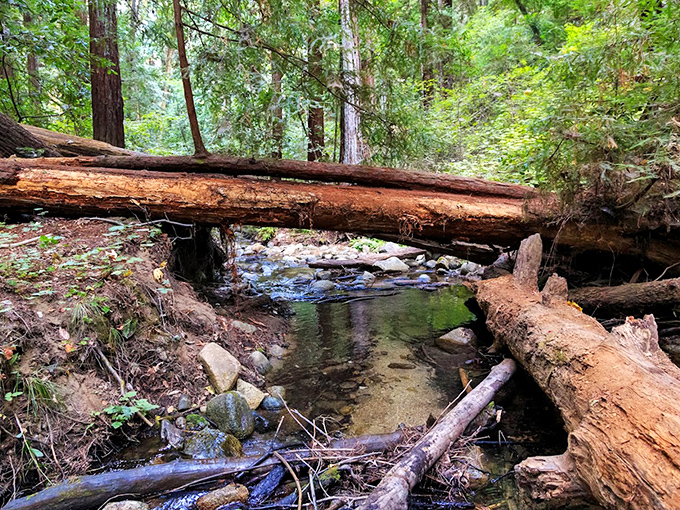 Nature's bridge-building program creates rustic crossings over crystal streams. No engineering degree required—just gravity and patience.