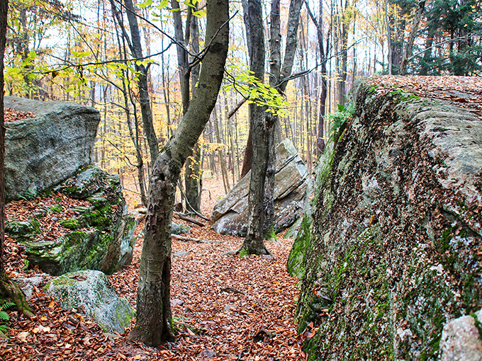 Fall's golden carpet creates a path between moss-covered giants, where every step feels like walking through a fairy tale.