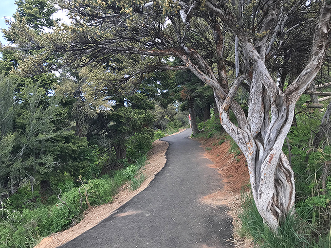 This winding trail whispers promises of solitude and discovery, with that ancient juniper standing guard like a wizened trail sentinel.