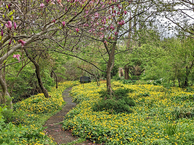 A golden carpet beneath flowering magnolias&mdash;proof that Mother Nature understands the importance of coordinating her colors better than any designer.