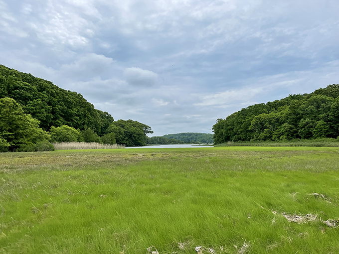 Mamacoke Island's marshlands create a serene panorama where forest meets water in an untouched ecological treasure.