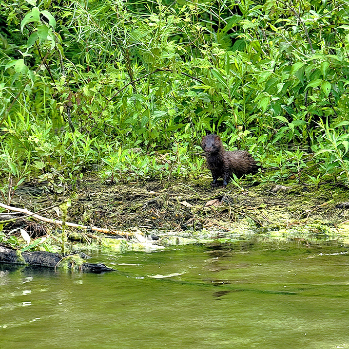 Meet one of Summit Lake's furry residents, caught mid-adventure. That inquisitive look says, "You're in my neighborhood now, friend."