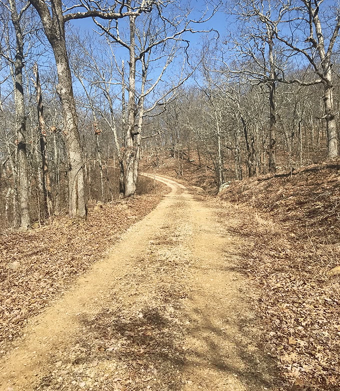 The Mudlick Trail winds through winter-bare forests, offering hikers solitude, exercise, and the chance to use "mudlick" in casual conversation for weeks afterward.
