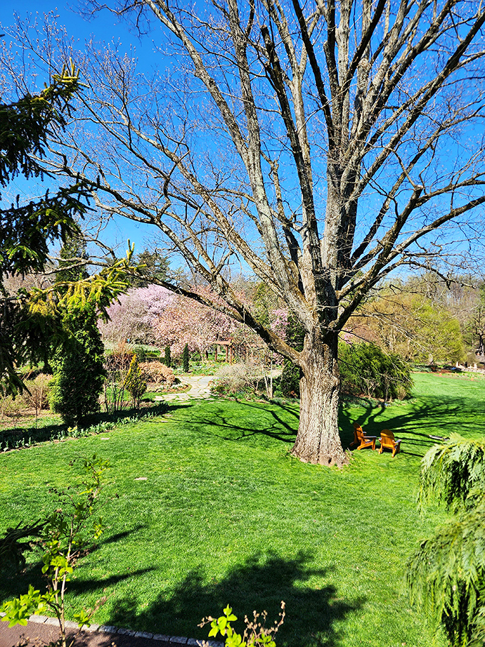 Sprawling lawns beneath majestic trees offer the kind of serenity that expensive meditation apps promise but can't quite deliver.