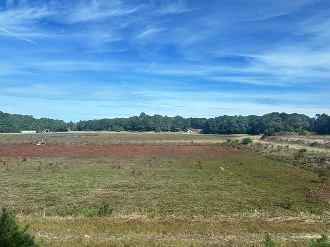 Cranberry bogs blush red against the landscape, a sight few visitors ever witness. The train's route reveals these agricultural gems that have defined Cape Cod's economy for generations.