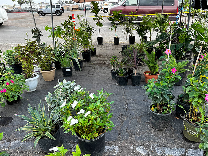 Garden dreams sprout from these affordable potted plants. Transform your patio for pennies compared to nursery prices elsewhere.