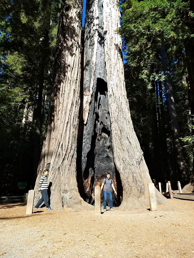Standing inside a redwood feels like entering nature's cathedral. These living monuments make even the tallest humans feel delightfully miniature.