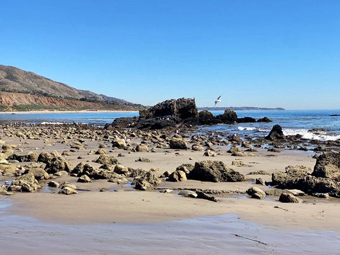 Low tide reveals a rocky moonscape dotted with tide pools. Each step requires the balance of a tightrope walker and the curiosity of a scientist.