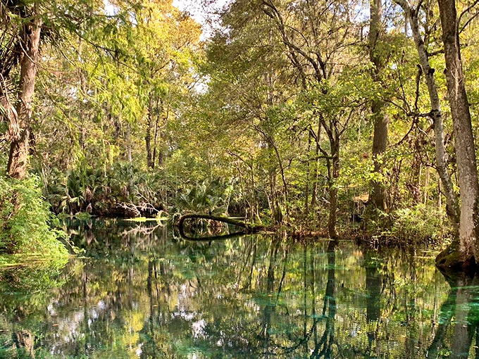 Mirror, mirror on the water&mdash;Florida's reflection game is strong. The crystal-clear springs create nature's perfect looking glass.