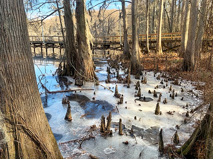 Winter transforms Caddo Lake into a hauntingly beautiful landscape where cypress knees rise through ice like nature's own sculpture garden.