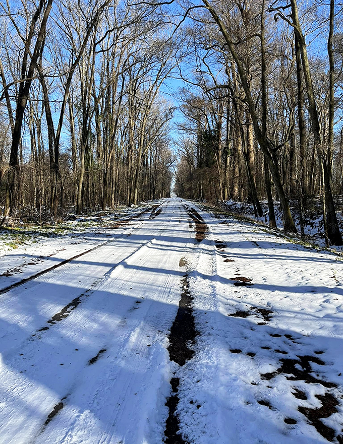 Winter transforms the park into a serene wonderland of bare branches and snow-dusted paths. The perfect setting for contemplating life's big questions&mdash;or just enjoying the quiet.