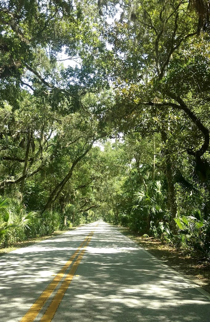 This green cathedral of towering trees creates the kind of natural air conditioning that no thermostat could ever replicate.