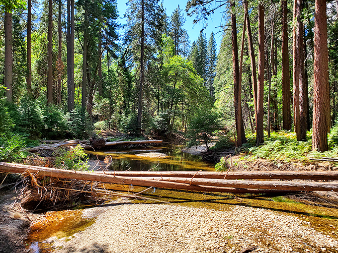 Summer in Yosemite: where fallen logs become nature's bridges and every stream tells stories older than Hollywood.