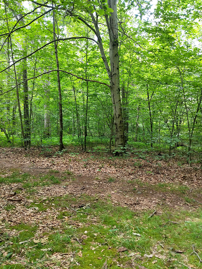 The forest's cathedral of green creates a natural air conditioning system. Walking these paths feels like stepping into nature's spa.