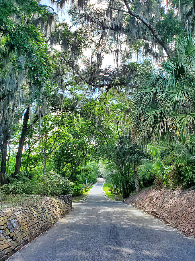Spanish moss drapes from ancient oaks like nature's own decorations, creating that quintessential Southern atmosphere that no designer could replicate.