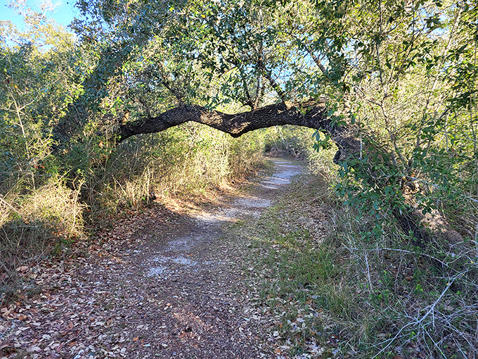 Nature's archway invites exploration along this sun-dappled trail, where twisted oak limbs create magical tunnels that feel like passages to secret coastal hideaways.