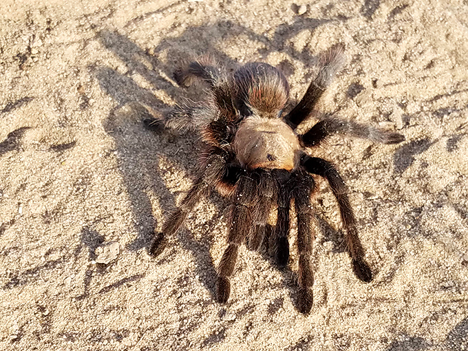 A tarantula reminds visitors that not all wildlife is cuddly, but this eight-legged local is surprisingly photogenic.