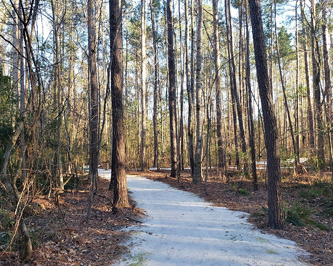 This trail doesn't need Instagram filters—nature's already applied the perfect lighting. Follow it and see where curiosity leads.