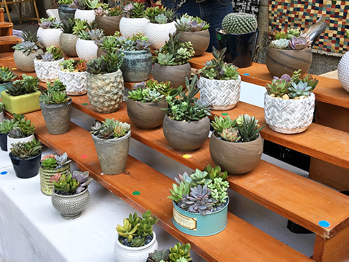 Succulent heaven on wooden tiers! These little green survivors thrive on neglect&mdash;perfect roommates for those of us who travel frequently.