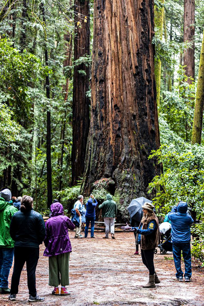 Even in the rain, these ancient giants draw admirers. The park ranger's passion brings these living skyscrapers' stories to life.