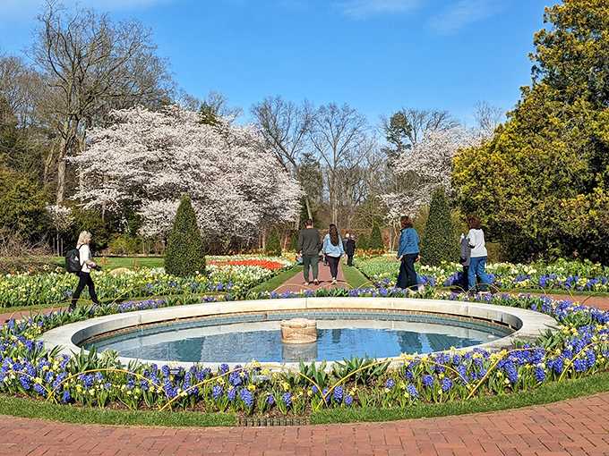 Spring's grand performance in full bloom. Cherry blossoms and tulips create nature's perfect color palette while visitors soak in the seasonal spectacle.