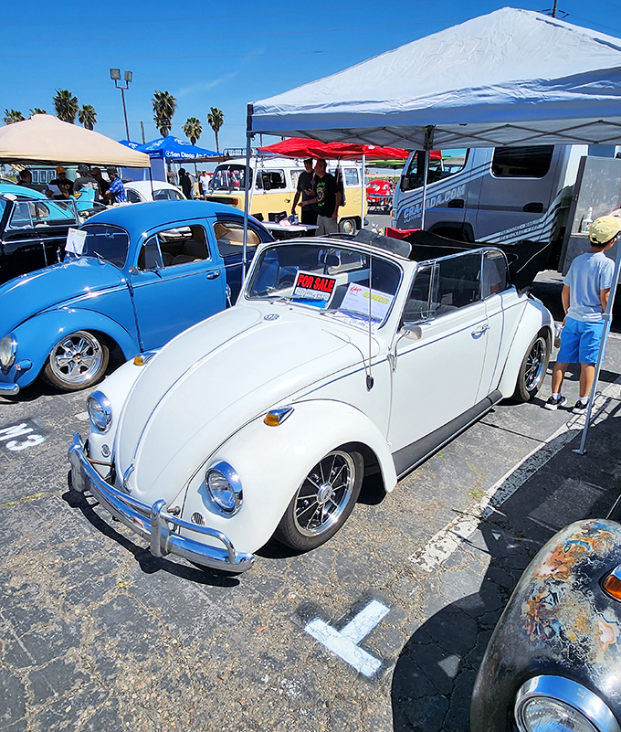 Classic VW Beetles gleaming in the sun, proving that some treasures deserve more than a folding table display.