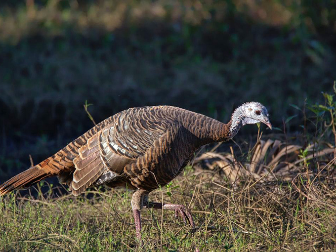 Wild turkeys strutting through the prairie grass like nature's own runway models. No Thanksgiving jokes, please &ndash; they've heard them all.