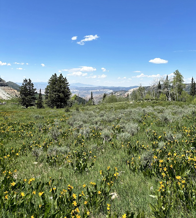 Spring wildflowers carpet the hillside in a display that would make even the most dedicated city-dweller consider botany as a hobby.