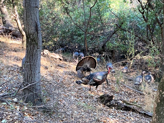 Wild turkeys strut through the underbrush like they own the place. In fairness, their ancestors were here long before our hiking boots arrived.