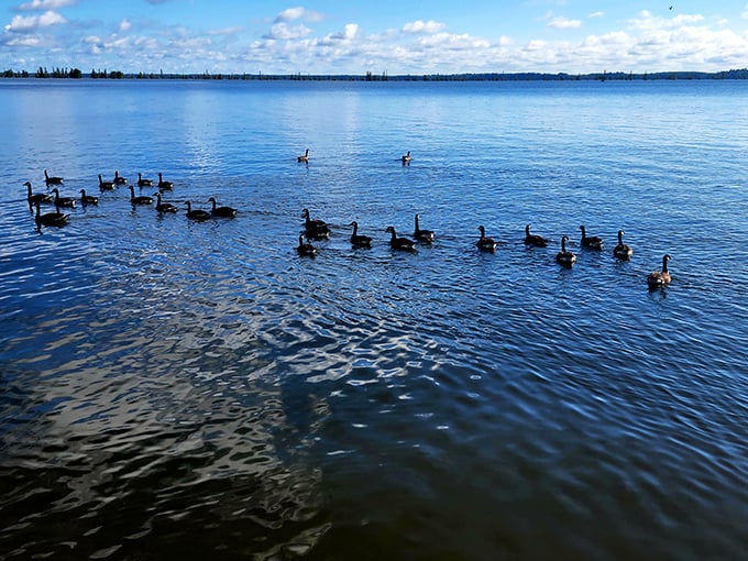 A flotilla of geese creates rippling patterns across Lake Marion's blue canvas &ndash; nature's own synchronized swimming team.