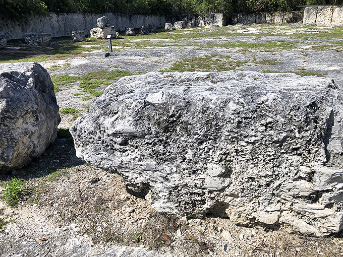 Ancient coral formations at Windley Key reveal Florida's underwater origins. Mother Nature's architecture, millions of years in the making.