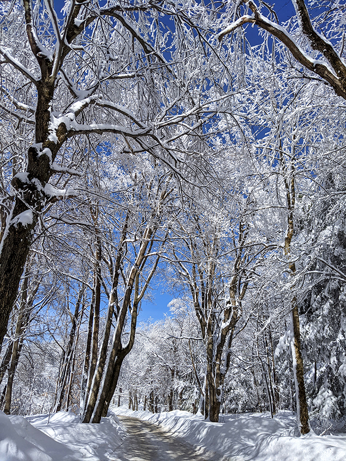 Winter's artistic masterpiece &ndash; snow-laden branches create nature's crystal cathedral, where silence speaks volumes and footsteps write temporary poetry.
