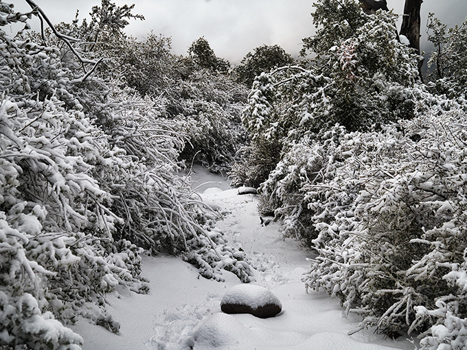 Winter transforms familiar trails into a snow globe wonderland, proving California can do "winter" without the inconvenience of actually living in it.