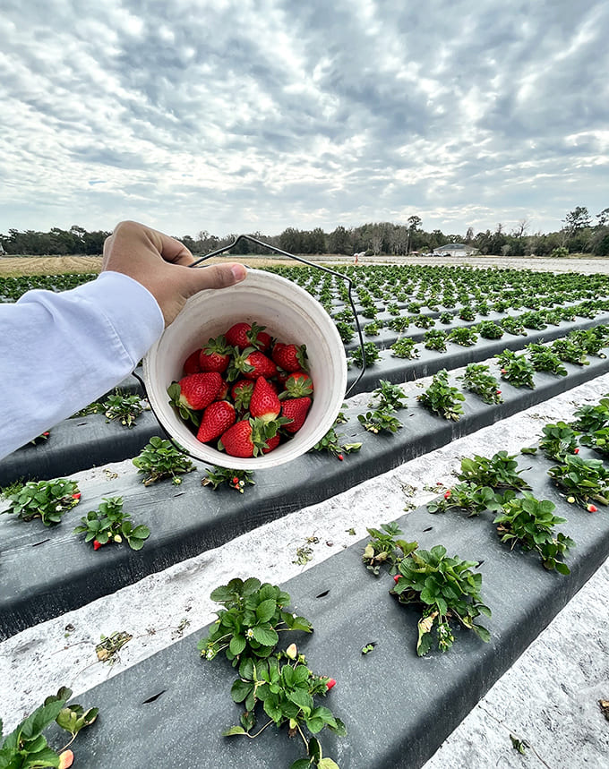 Trophy hunting, farm style! That bucket of ruby gems represents victory over supermarket mediocrity and a triumph of flavor.