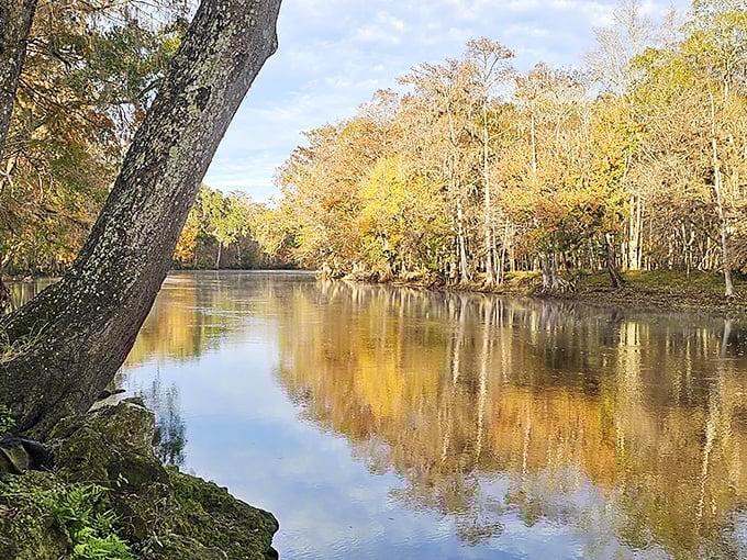 Autumn transforms the Santa Fe River into a golden mirror. The tannin-rich waters create a striking contrast to the springs' electric blue.